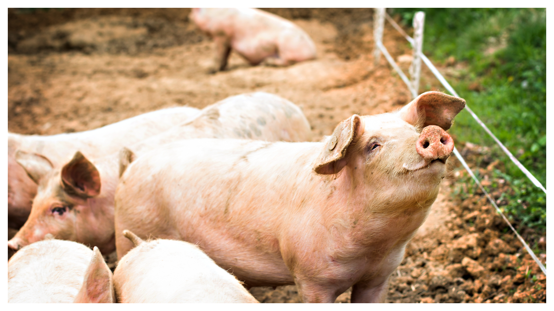 Focar de pestă porcină africană la o fermă din județul Olt. Vânzarea ...