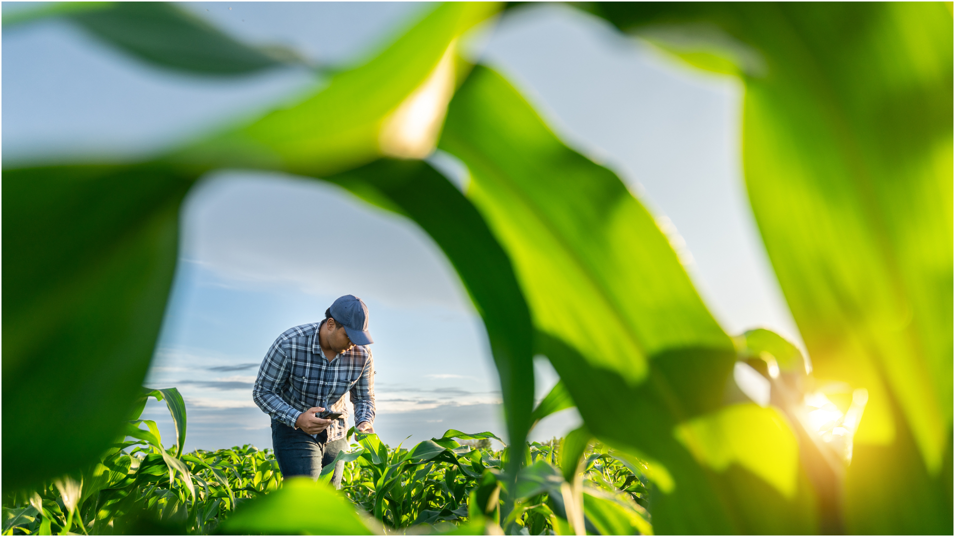 CE: Fermierii din UE afectați de calamități vor fi acoperiți în caz de ...