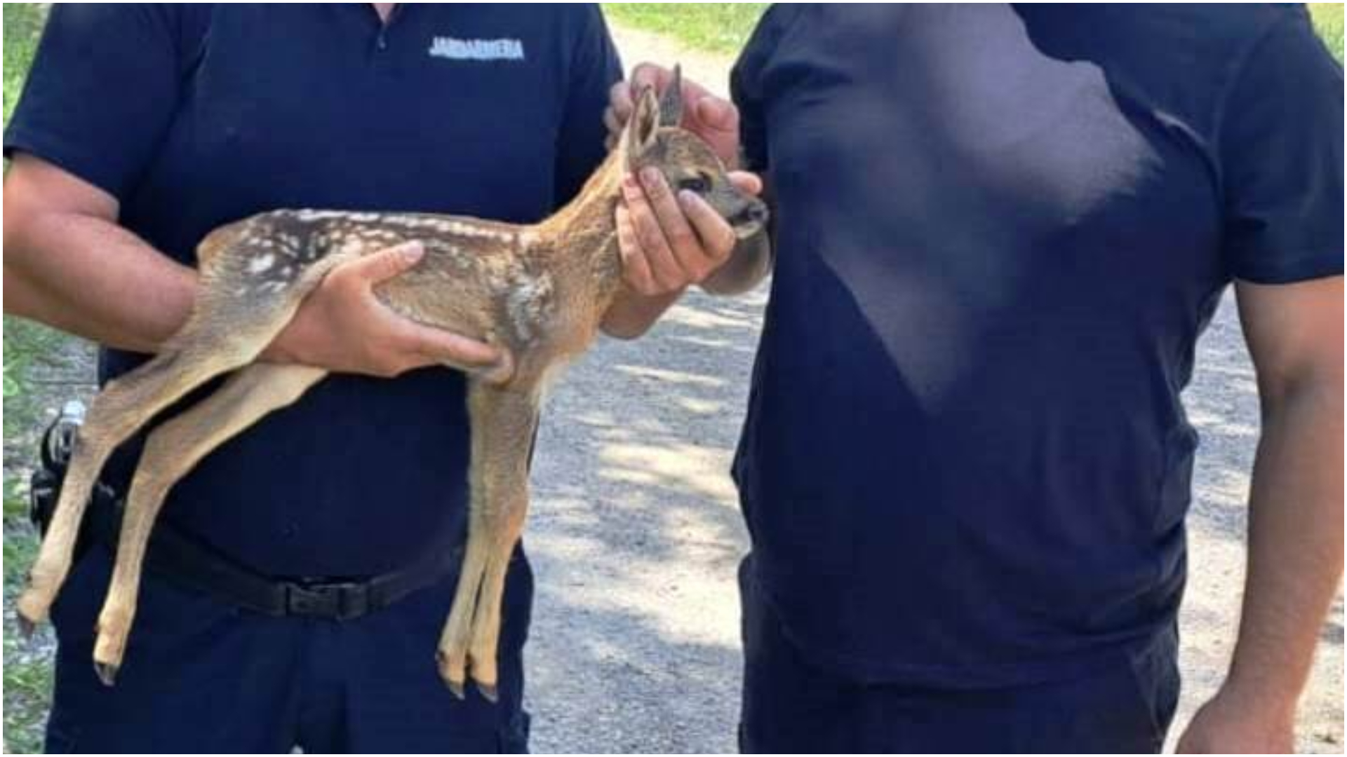 Pui de căprioară, salvat de către jandarmii din Olt după ce a fost ...