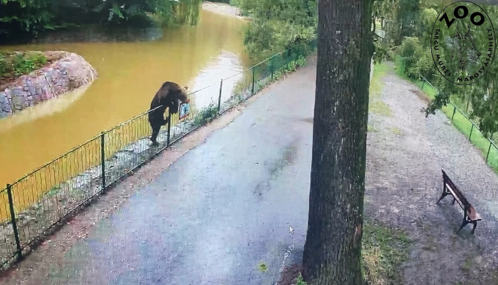 Urs în vizită, noaptea, la Zoo Târgu Mureș| A fost instalată o cușcă ...