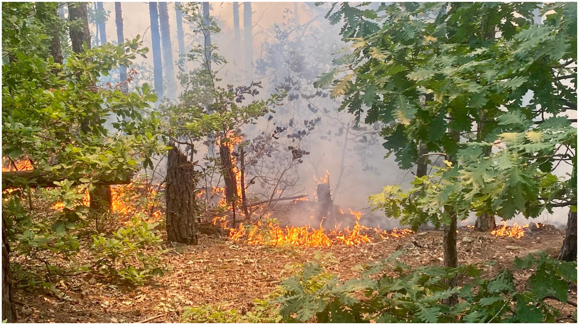 Mehedinți: 50 de pompieri, alături de alte ajutoare luptă cu incendiul ...