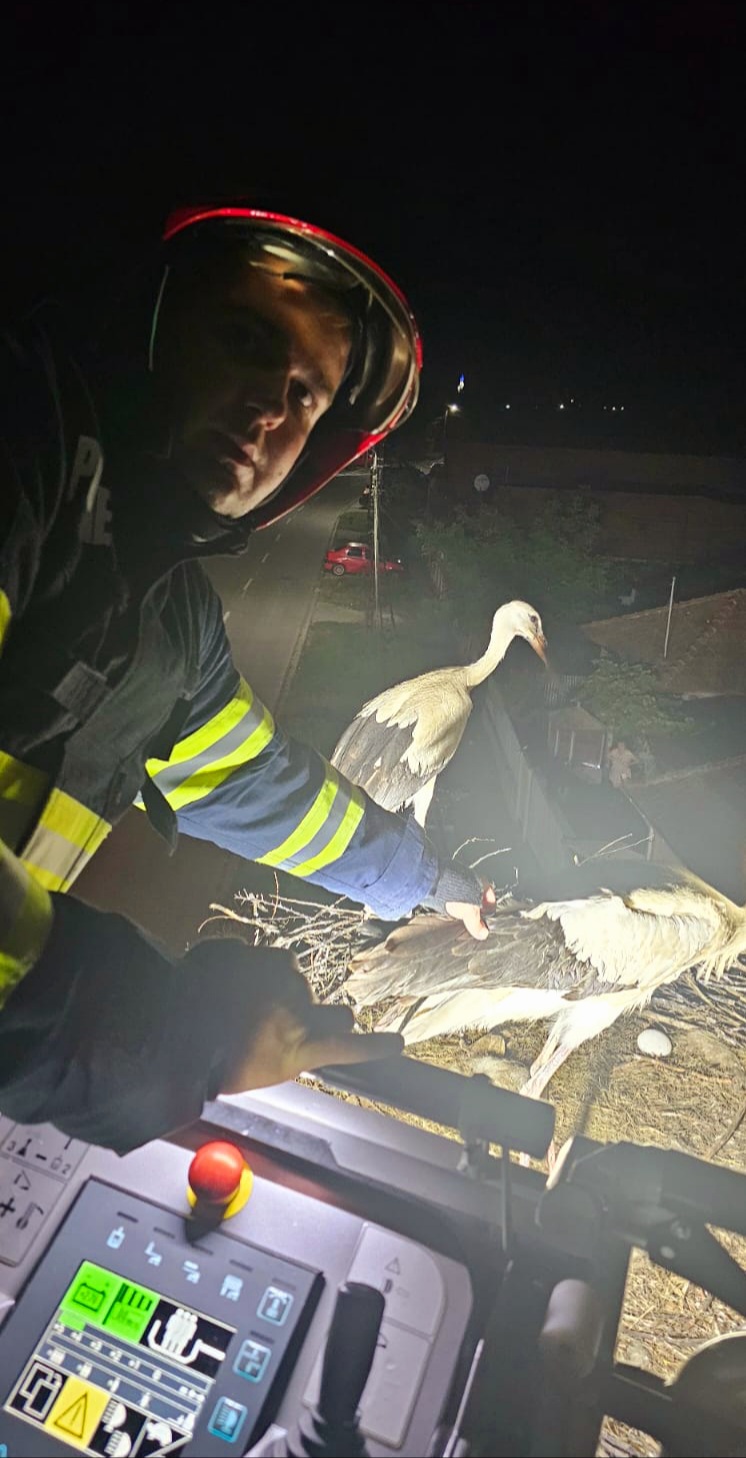 Pui de barză rătăcit, recuperat de pe un câmp de pompierii ISU ...