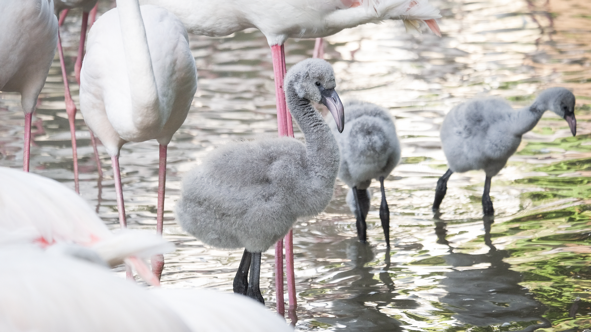 Algeria: 300 de pui de flamingo roz au fost salvați de voluntari ...