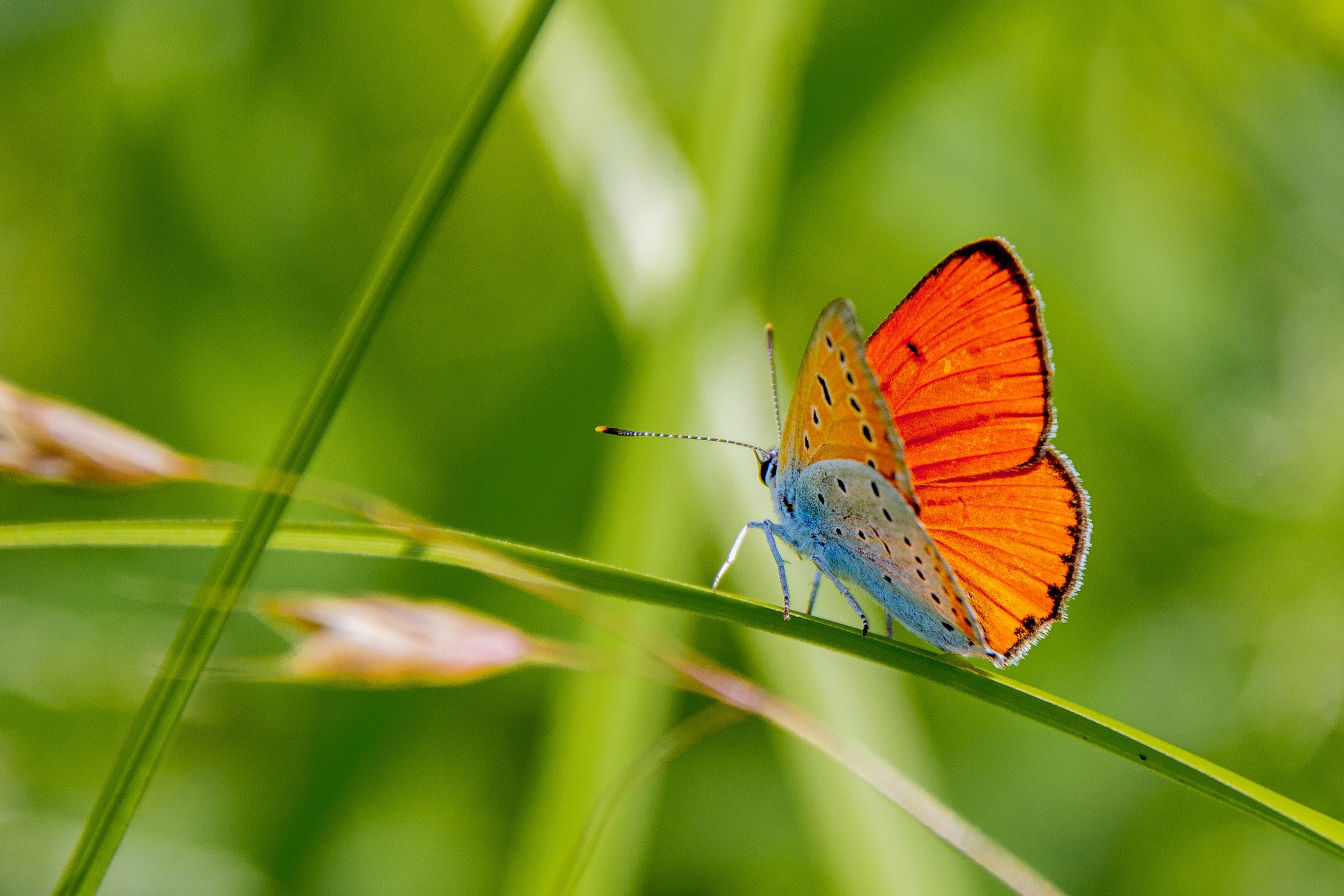 Fluturele roșu de mlaștină, Lycaena Dispar, descoperit de silvicultorii ...
