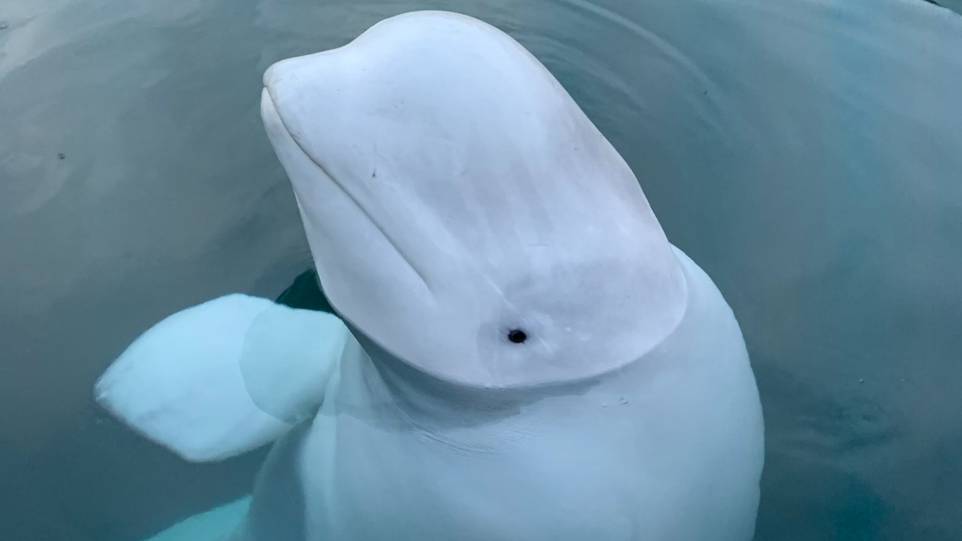 Balena „spion”, o belugă care ar fi fost antrenată de Rusia, găsită ...