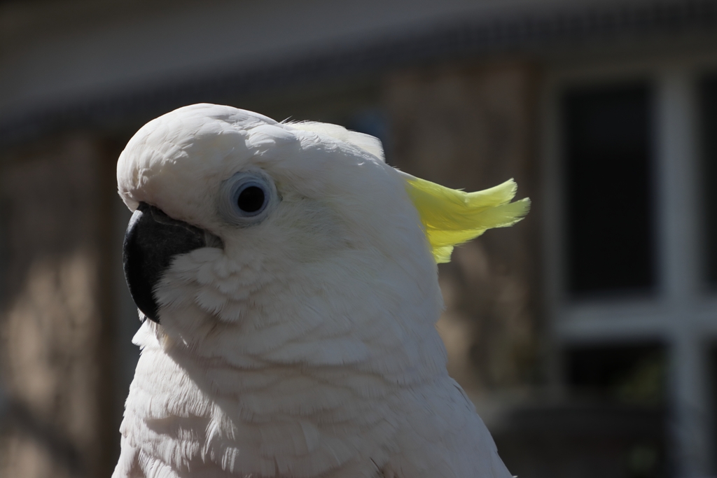 Deșteptarea: Un papagal a rămas captiv o lună într-un supermarket ...