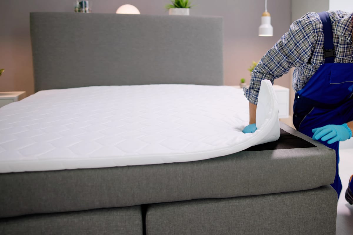 Scapă de ploșnițele de pat cu tratamente profesionale: tot ce trebuie ...