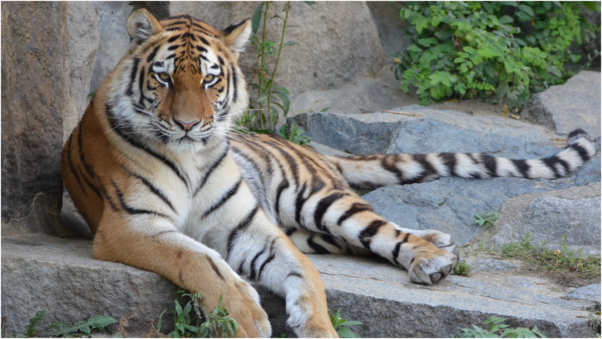 Un angajat al Grădinii Zoologice Pitești a murit după ce a fost atacat ...