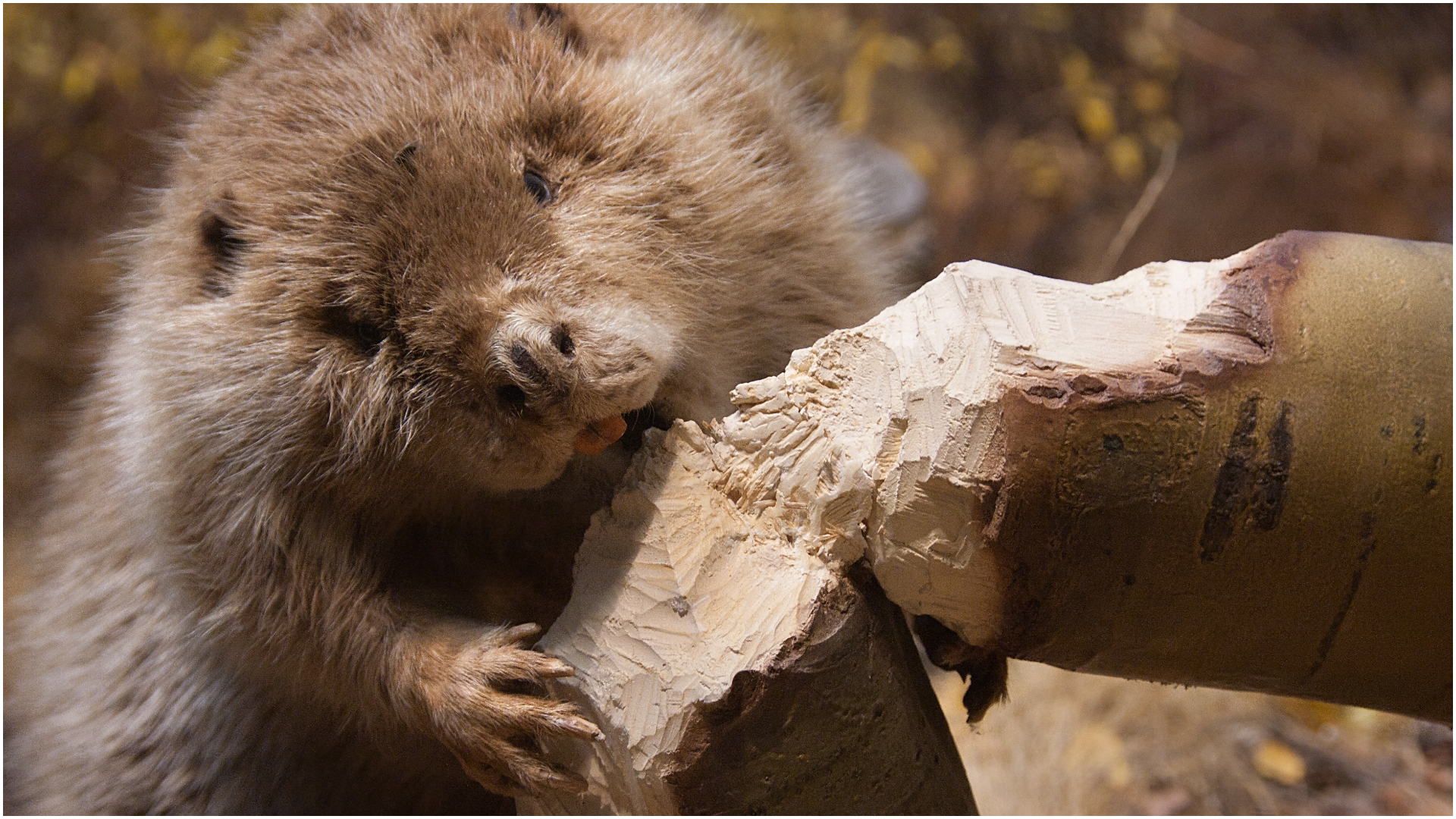 Populațiile de castori de pe Târnava Mică mor din cauza salinității ...
