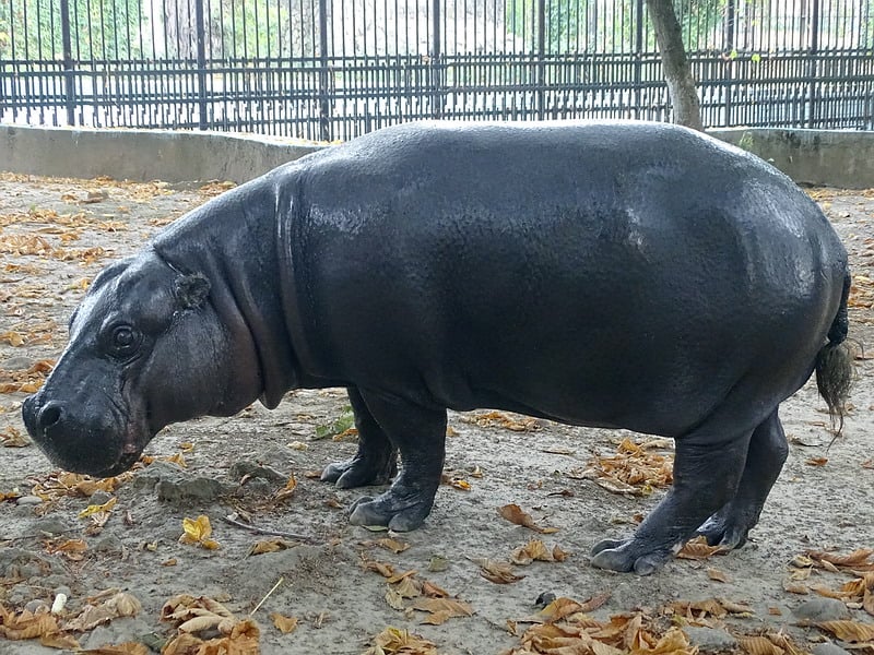 Singurul hipopotam pitic din România, Fluturaș, se găsește la Zoo ...