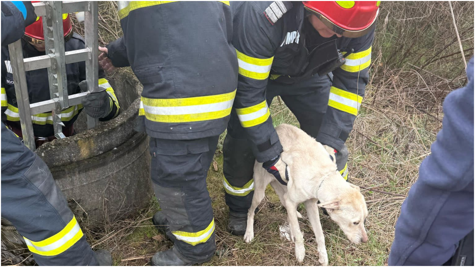 Cățelușă aruncată într-o fântănă, recuperată de pompieri după 5 zile ...