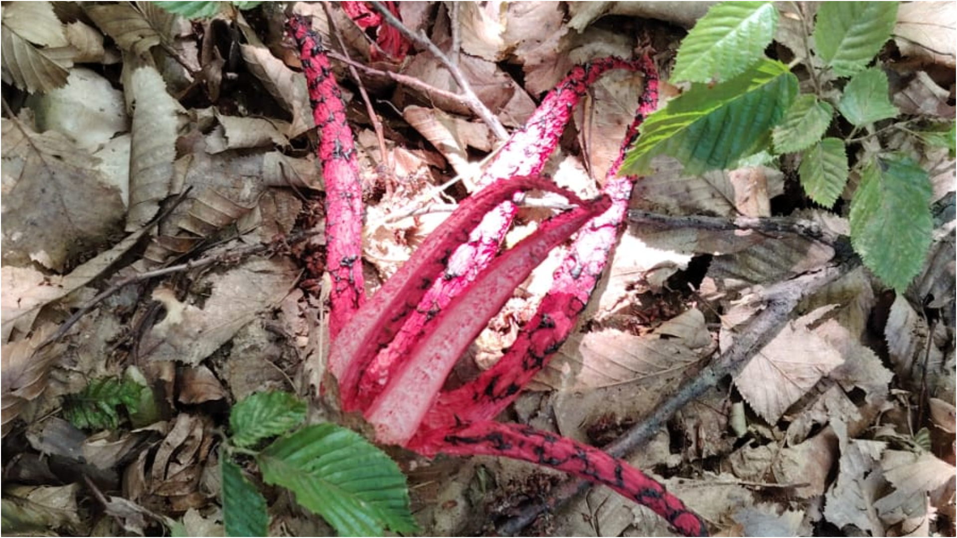 O ciupercă rară, de forma unor tentacule roșii, descoperită în premieră ...