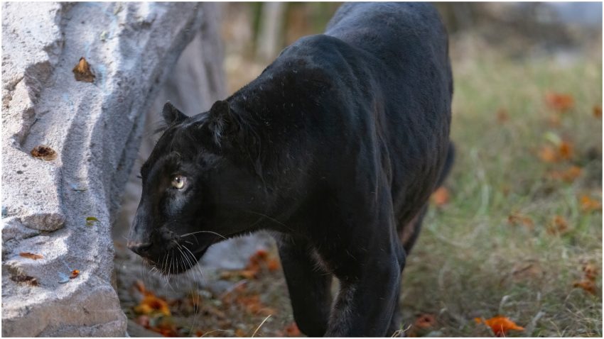Prezența unui animal asemănător unei pantere, semnalată în județul ...