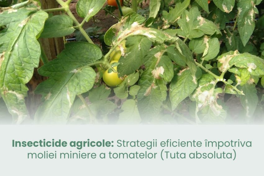 Insecticide agricole: Strategii eficiente împotriva moliei miniere a ...